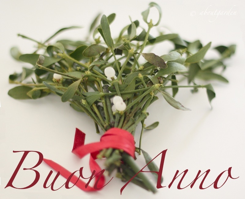 coltivare il Vischio - ABOUTGARDEN