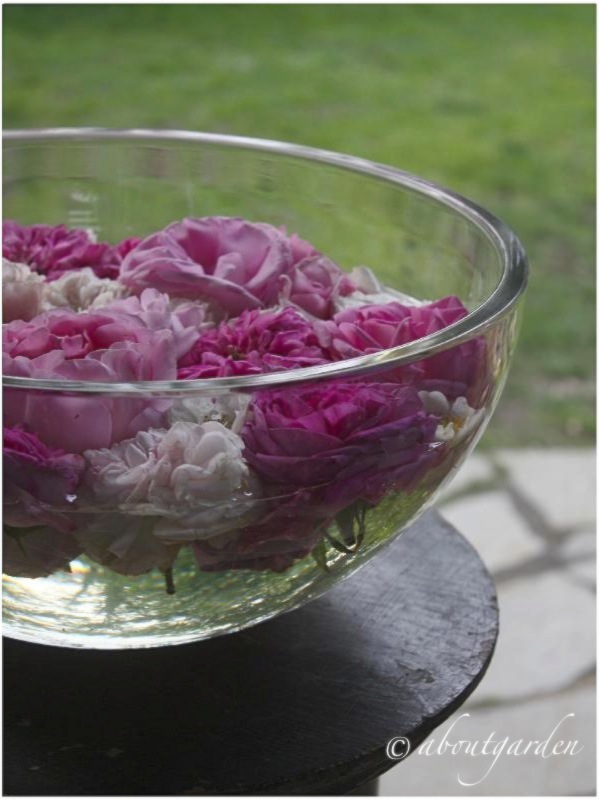 Rosa Roxburghii 'plena' - ABOUTGARDEN