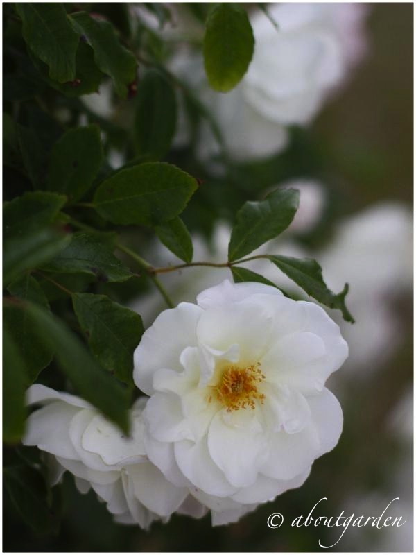 tre rose in bianco - ABOUTGARDEN