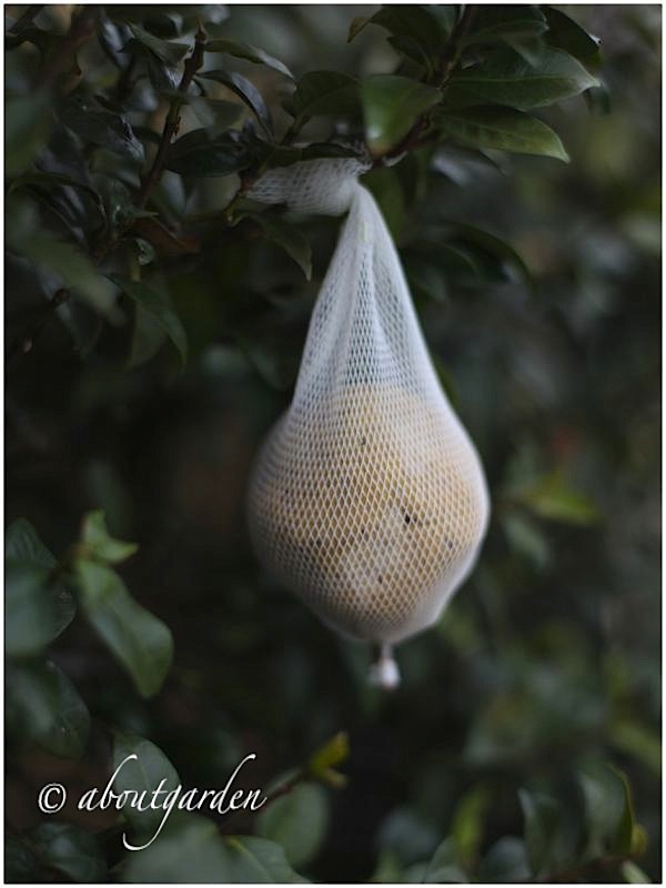 per le cince, le capinere, i pettirossi e gli altri... - ABOUTGARDEN