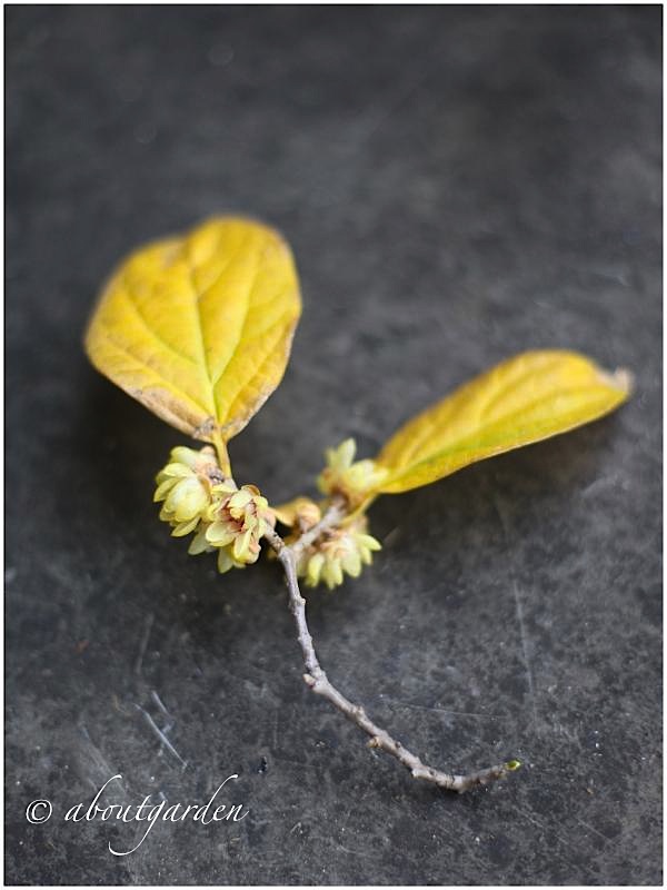 Calicanto, profumo d'inverno - ABOUTGARDEN