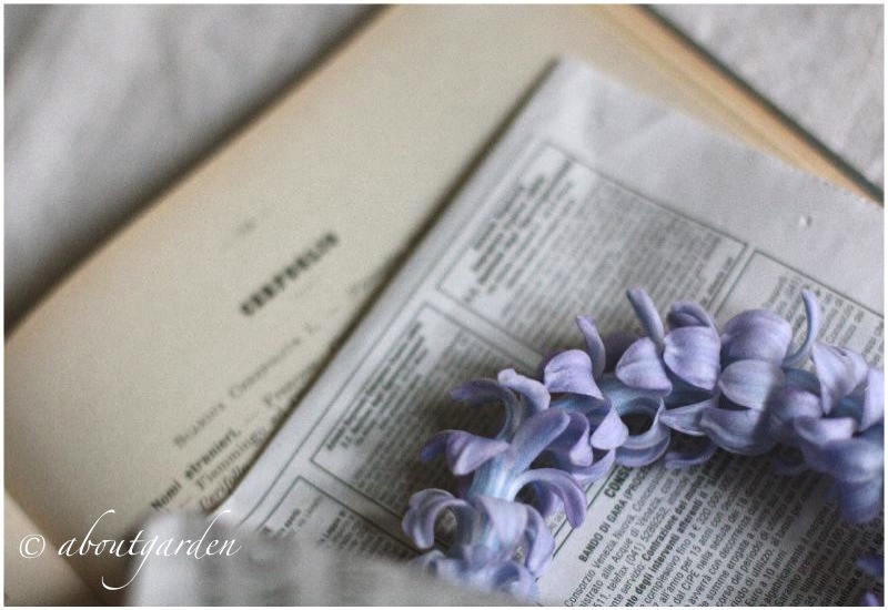 dried Hyacinthus wreath - ABOUTGARDEN