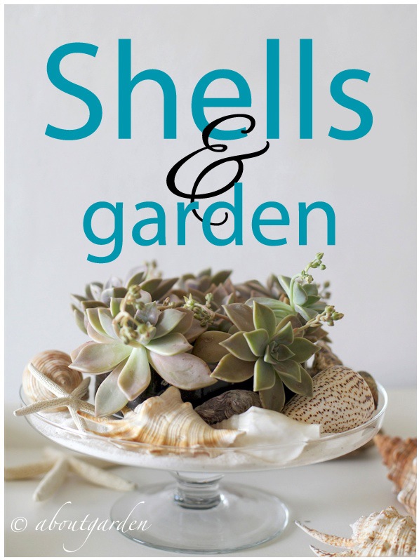 Shells & garden - ABOUTGARDEN