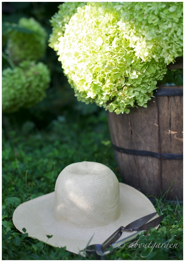 DIY: Hydrangea topiary - ABOUTGARDEN