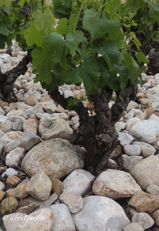 pacciamatura, cosa usare? - ABOUTGARDEN