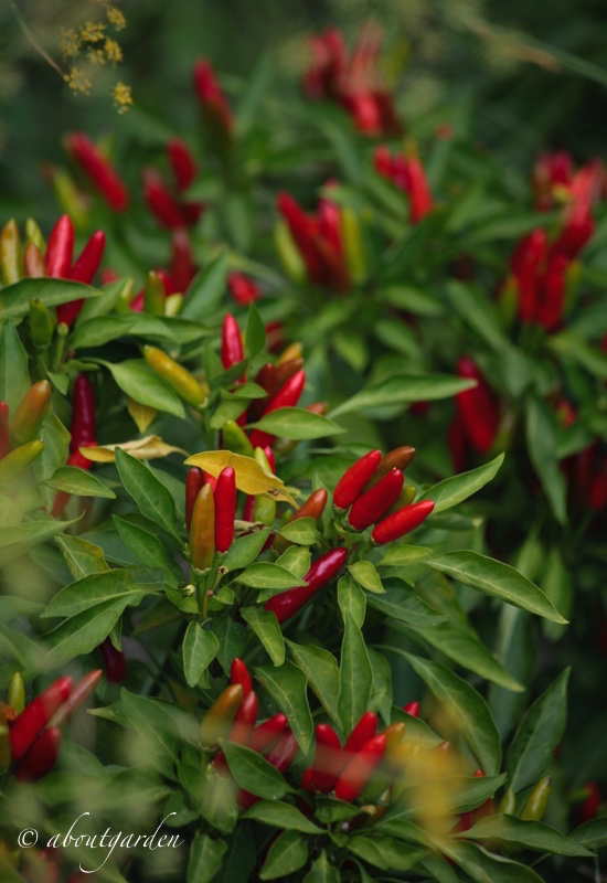 coltivare il peperoncino - ABOUTGARDEN