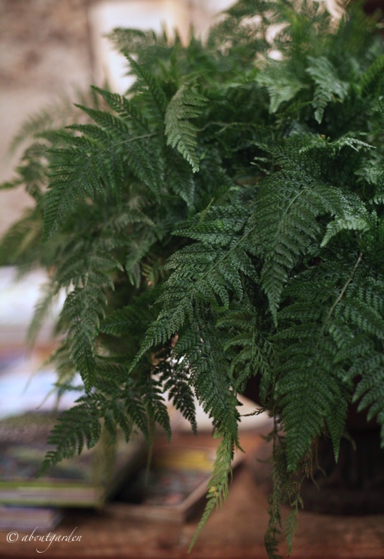 Come coltivare la felce in casa - ABOUTGARDEN