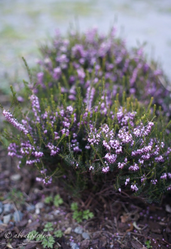 Erica e calluna - ABOUTGARDEN