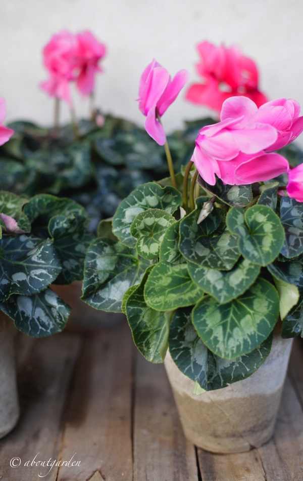 Come coltivare i ciclamini! - ABOUTGARDEN